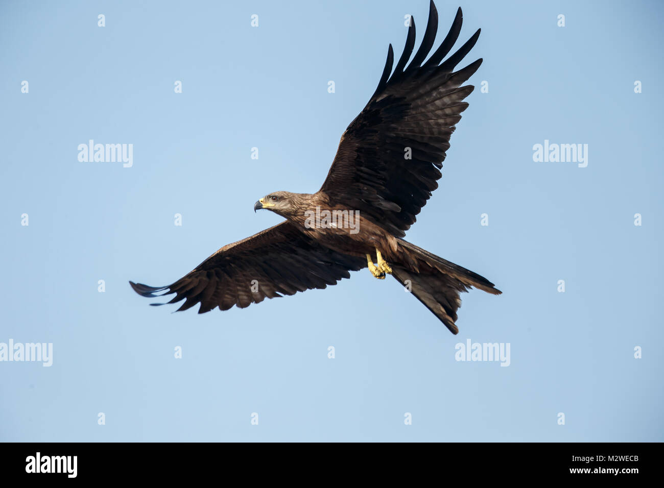 A Black kite soaring Stock Photo - Alamy