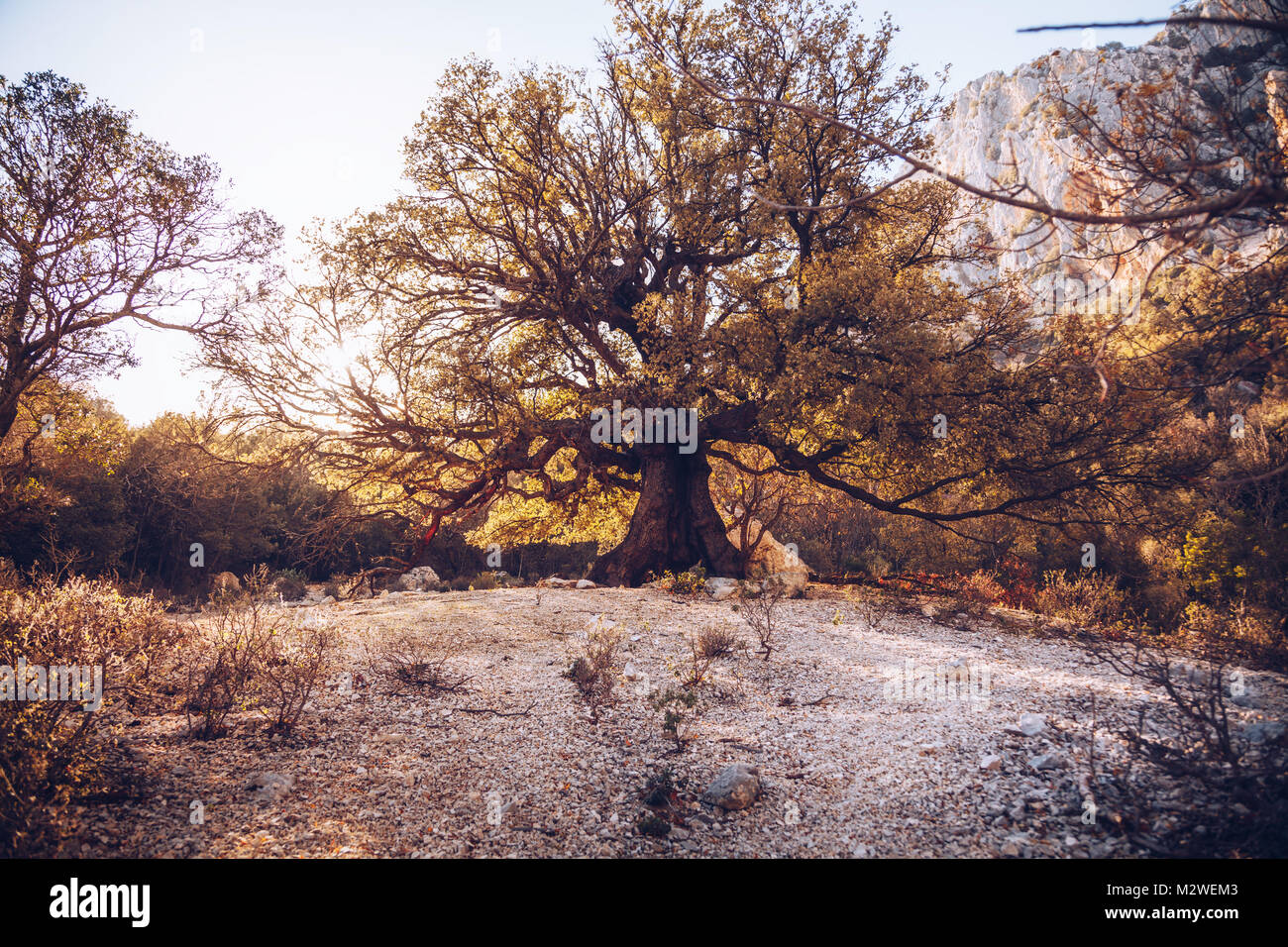 Old tree in the path to Gola su Gorroppu - Sardinia Stock Photo - Alamy
