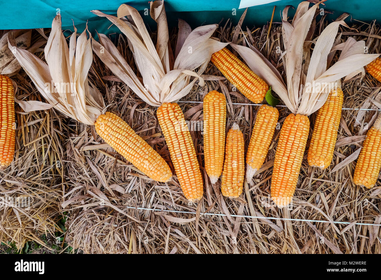 Rice tree hi-res stock photography and images - Alamy