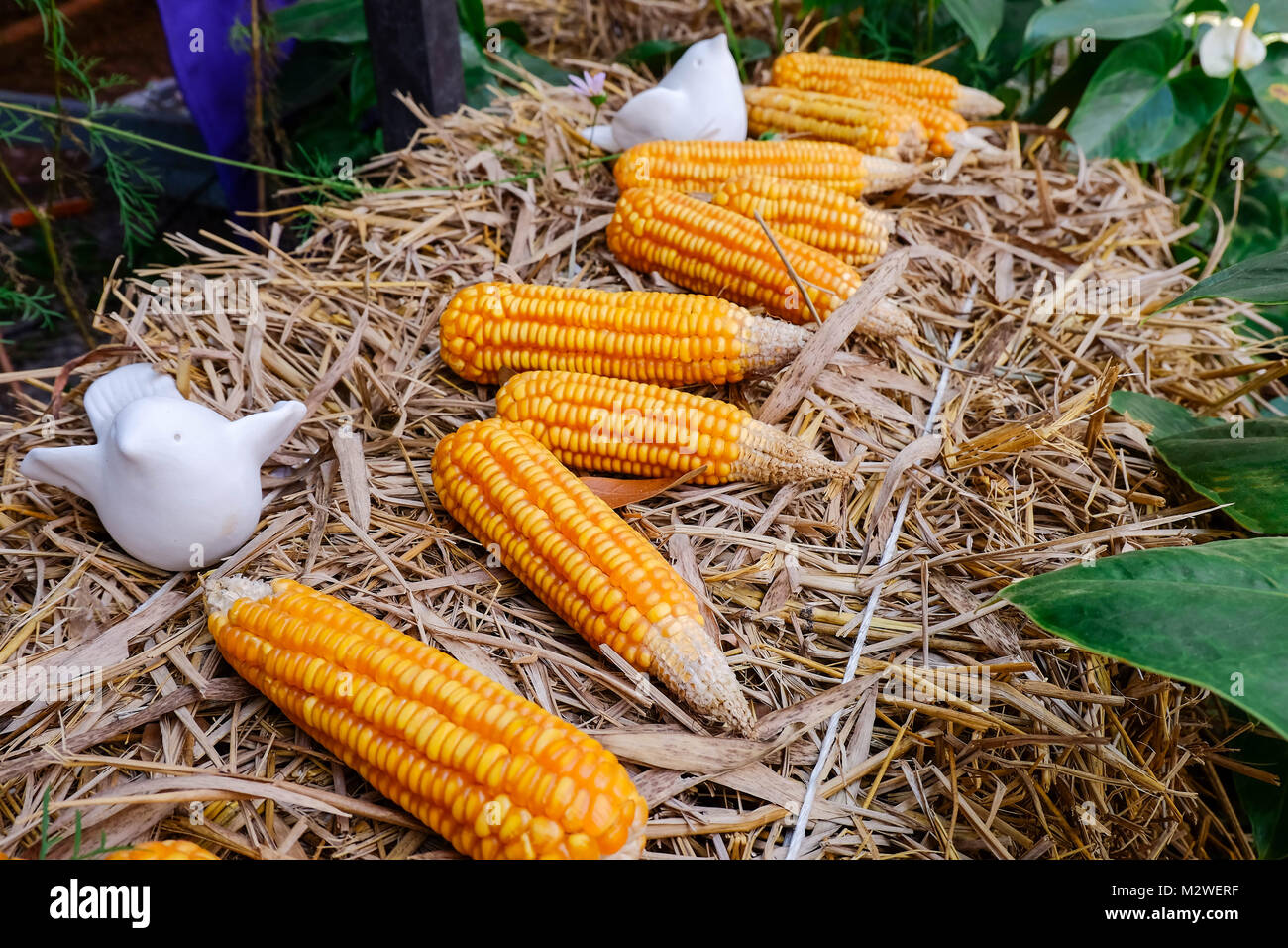 Rice tree hi-res stock photography and images - Alamy