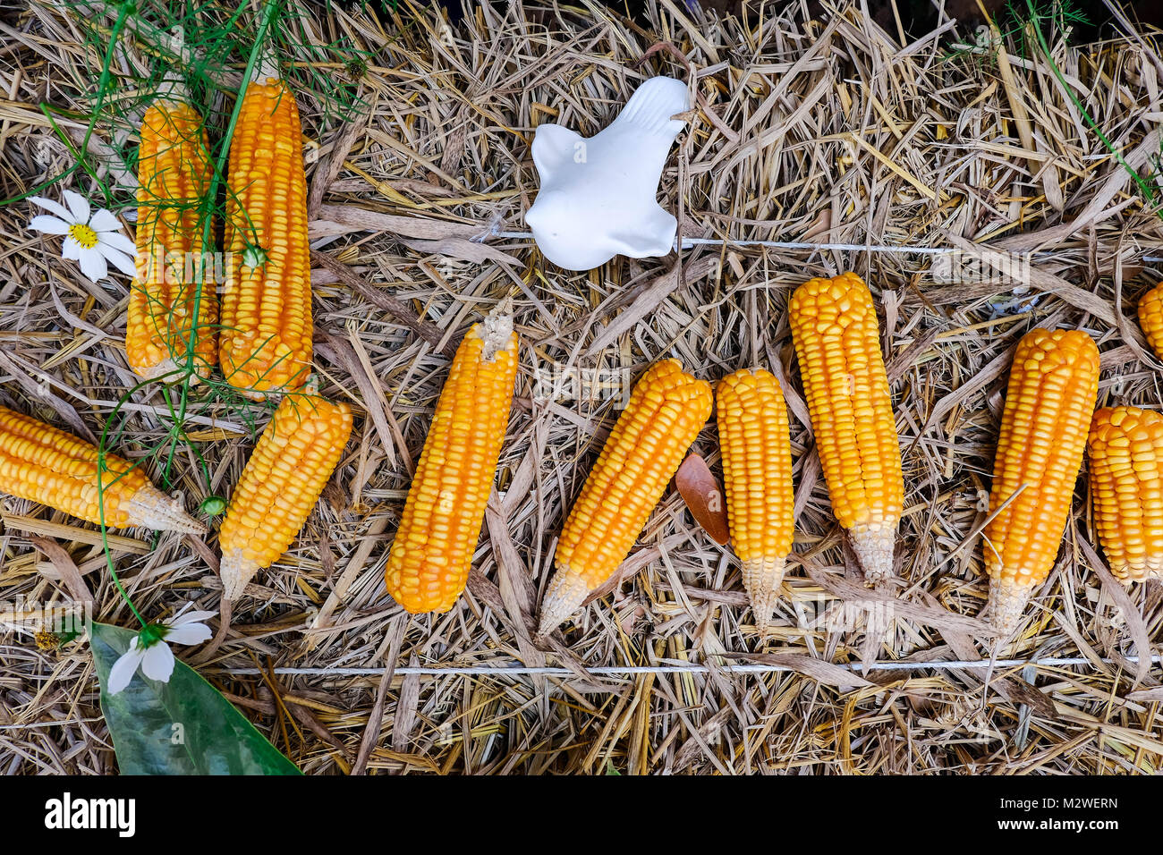 Rice tree hi-res stock photography and images - Alamy