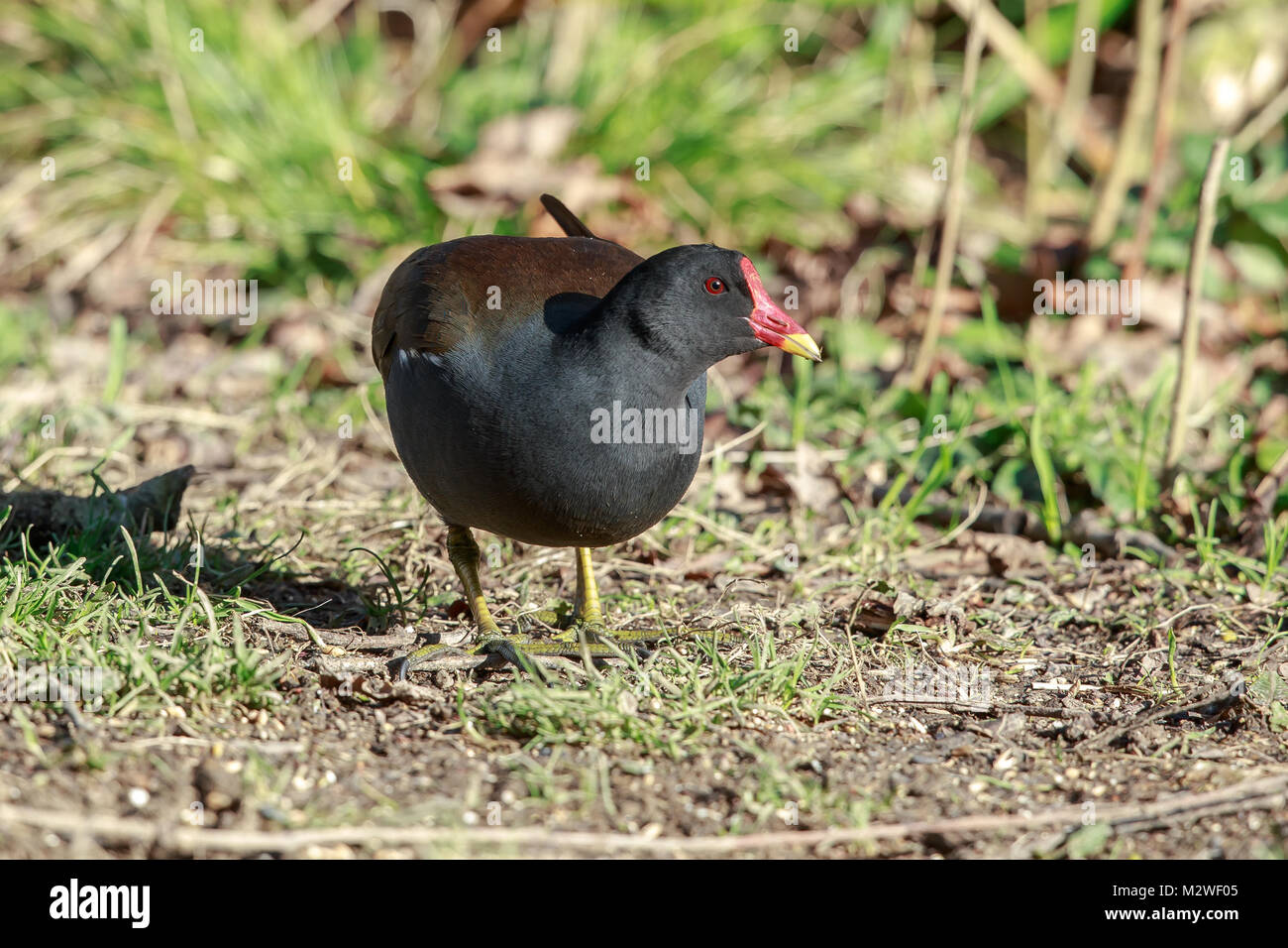 Native moorhen birds hi-res stock photography and images - Alamy