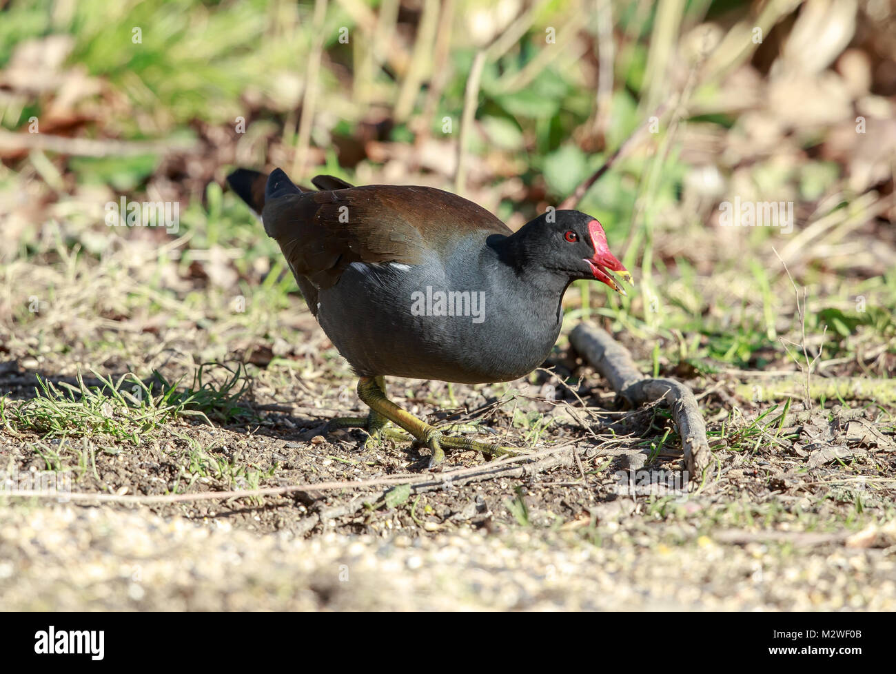 A Common Moorhen Stock Photo - Alamy