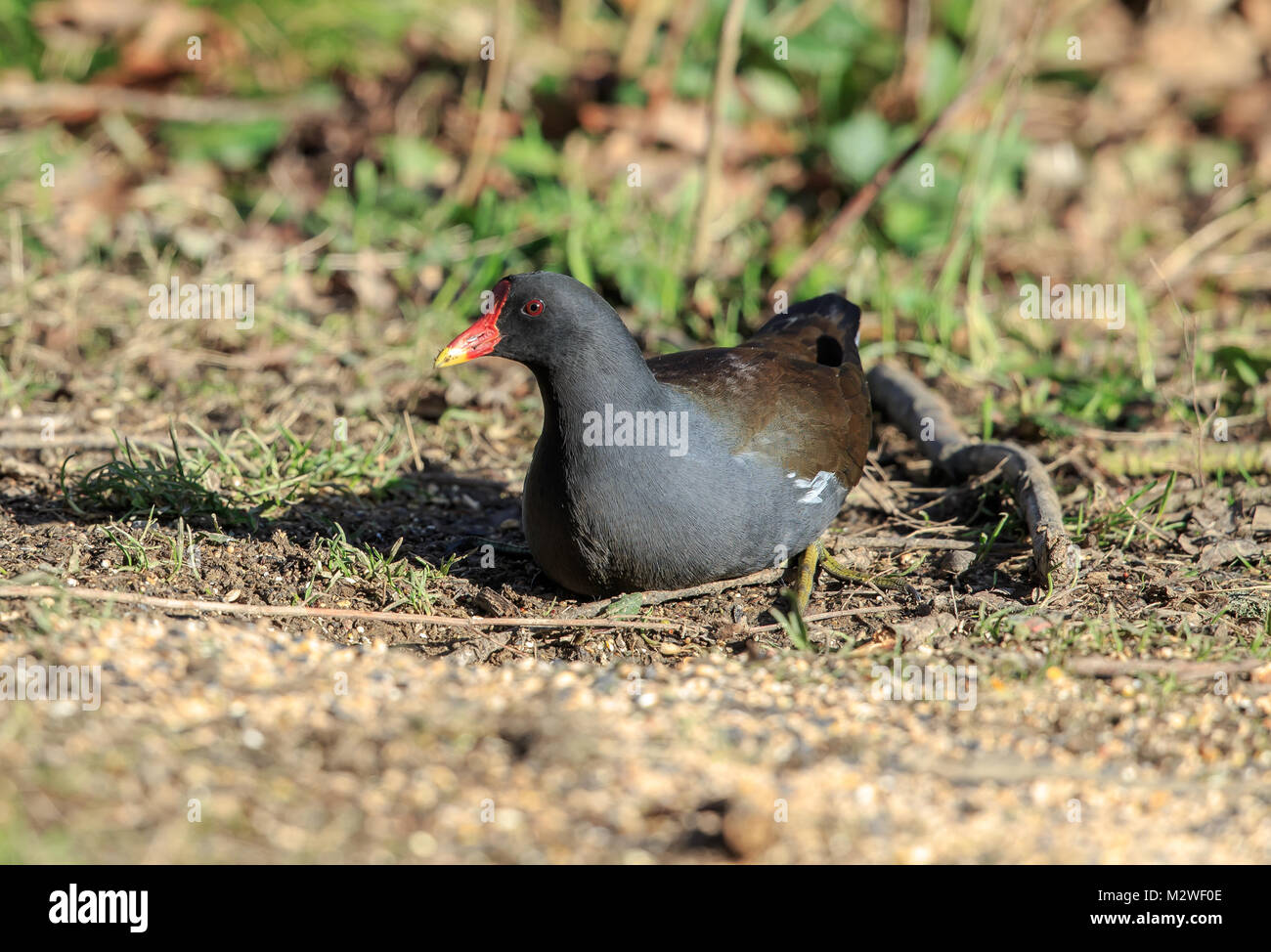 A Common Moorhen Stock Photo - Alamy