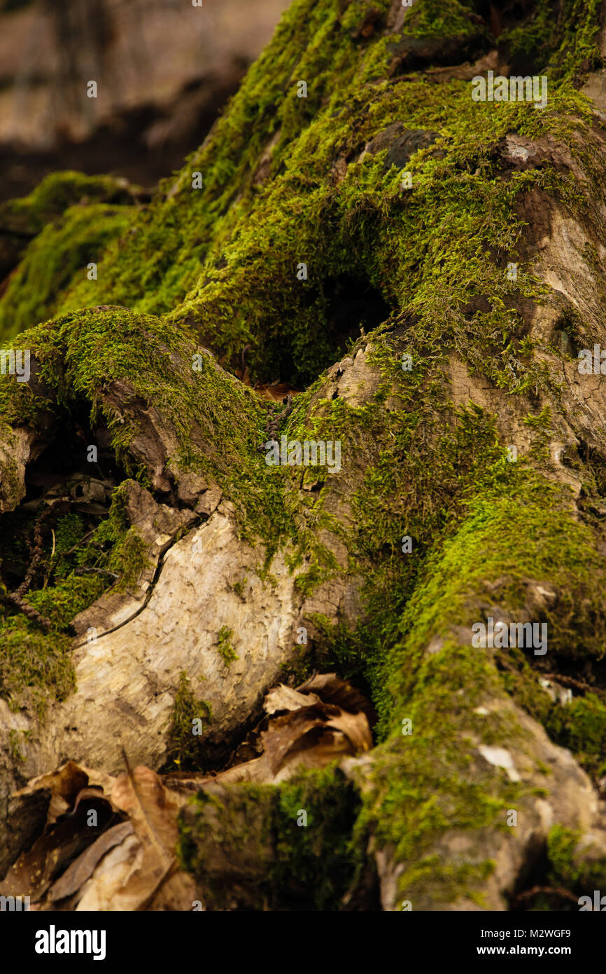 Magical green moss in the woods Stock Photo - Alamy
