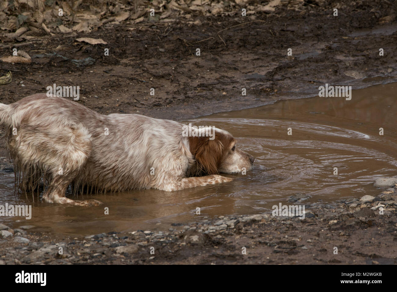 Everyday life - when the dog has fun getting wet in the mud Stock Photo ...