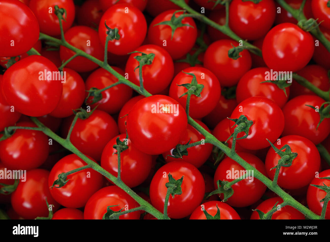 Close up fresh red cherry tomatoes on green branch at retail display of ...