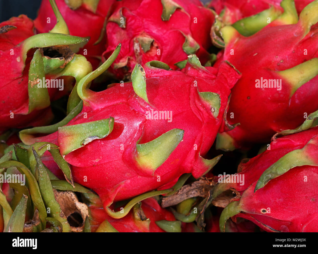 Close up several red ripe pitaya or white pitahaya dragon fruit on ...