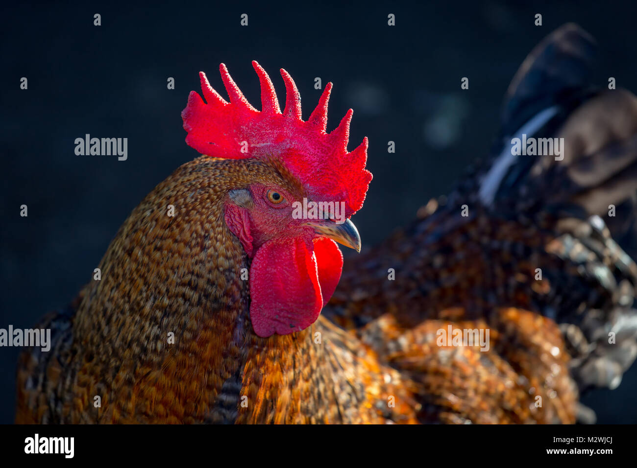 Rooster on a black background Stock Photo - Alamy
