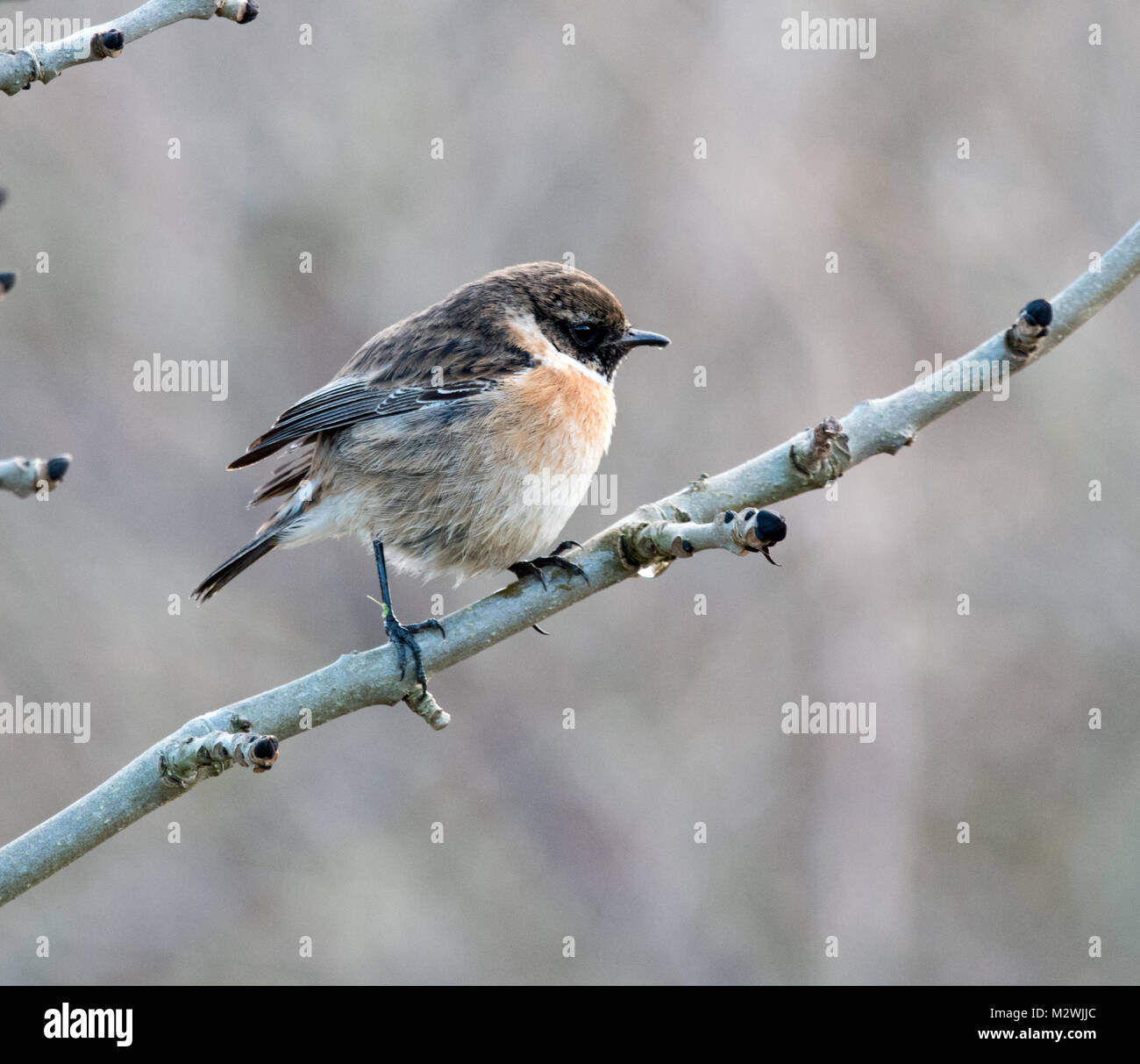 Stonechat winter hi-res stock photography and images - Alamy