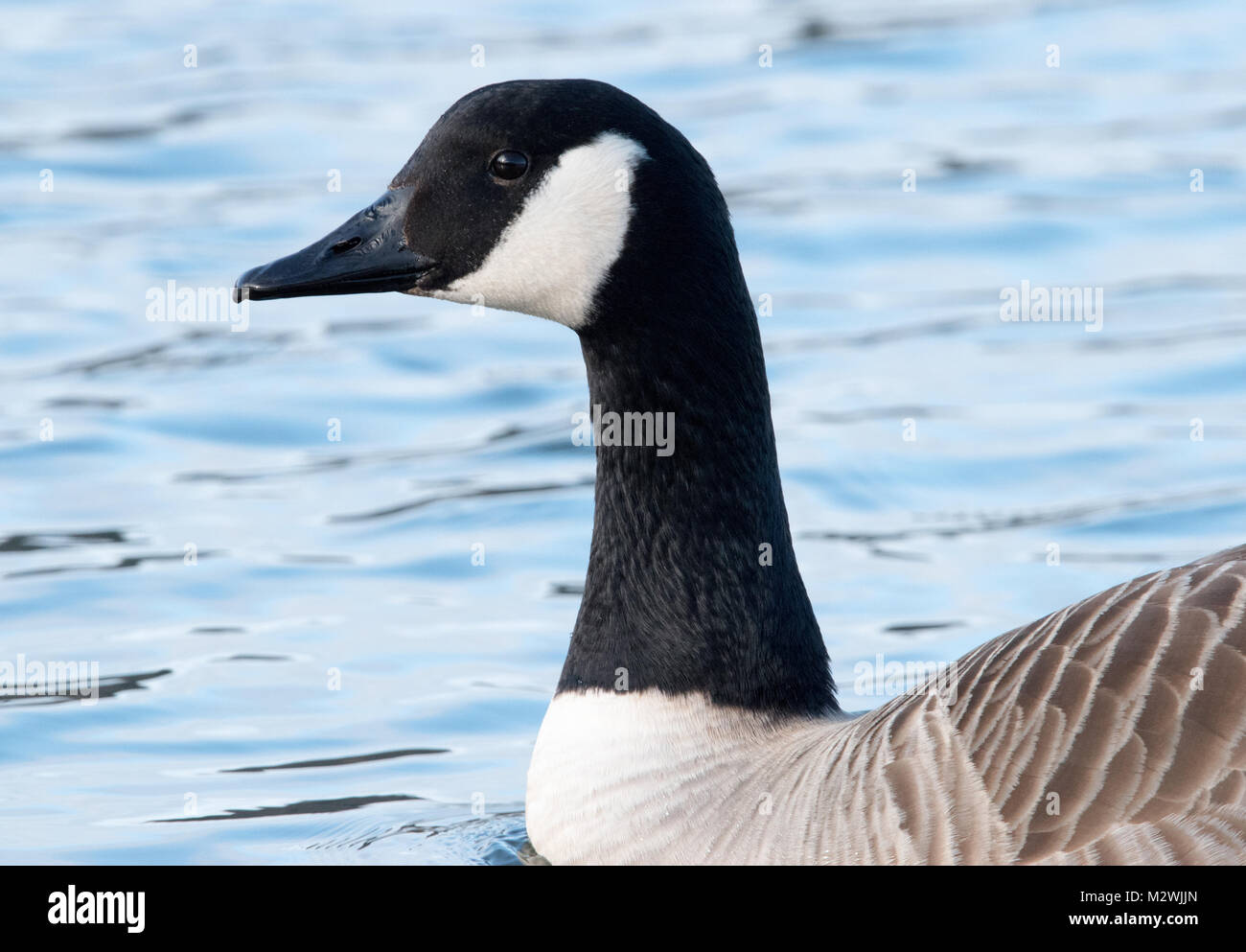 Canada Goose (Branta canadensis Stock Photo - Alamy