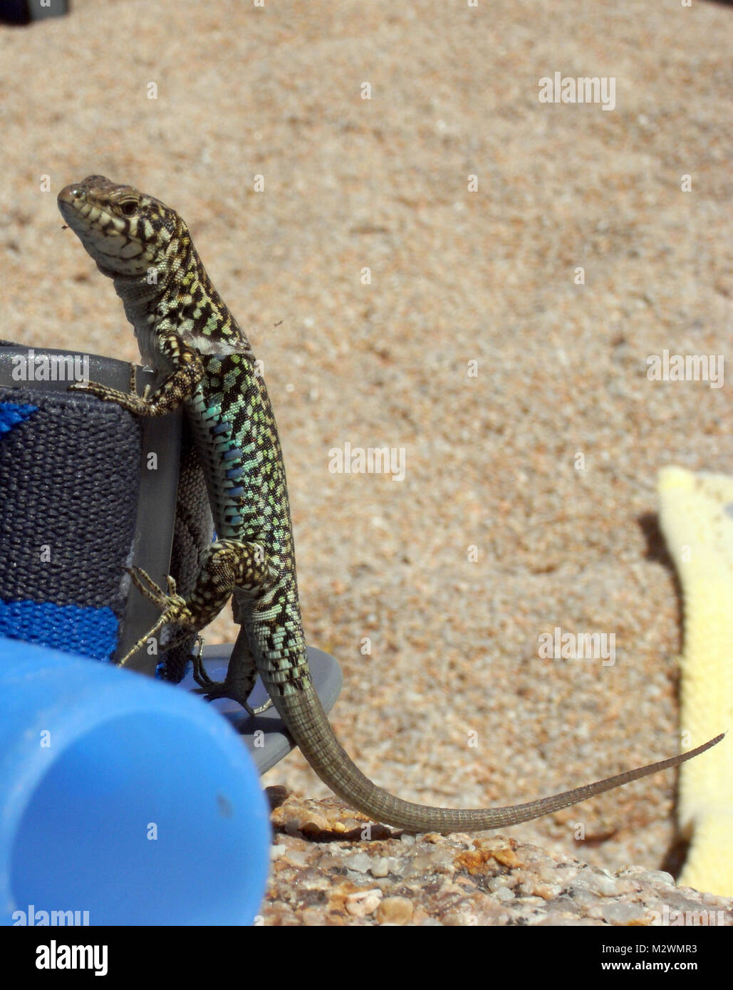 Lizard on Sardiniane beach Stock Photo - Alamy
