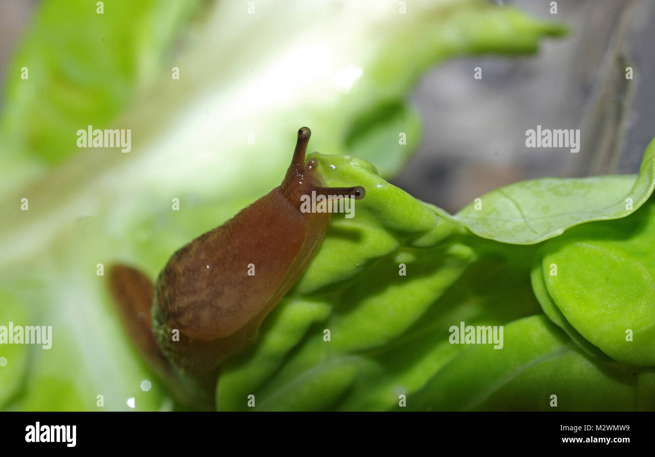 A little slug on cabbage's leaf Stock Photo - Alamy