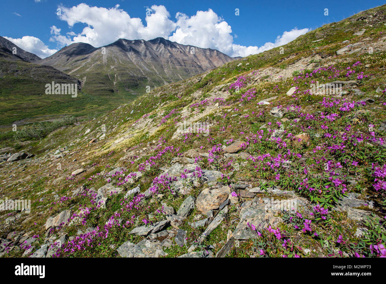 Wildflowers of Bremner Denali National Park Stock Photo - Alamy