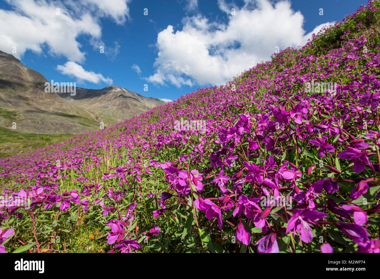 Wildflowers of Bremner Denali National Park Stock Photo - Alamy