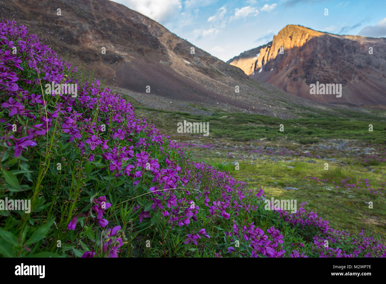 Wildflowers of Bremner Denali National Park Stock Photo - Alamy
