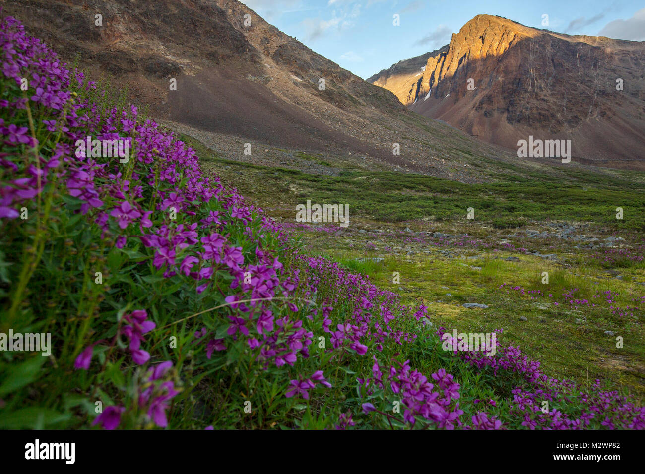 Wildflowers of Bremner Denali National Park Stock Photo - Alamy