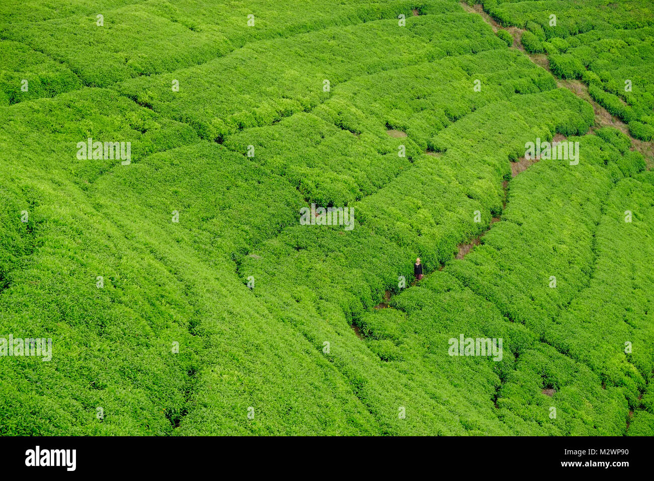 Experience in tea garden hi-res stock photography and images - Alamy