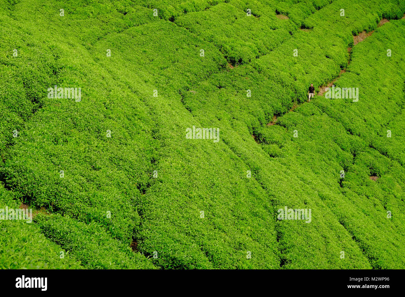 Caucasian man walking through tea plantation field in Rwanda, Africa ...