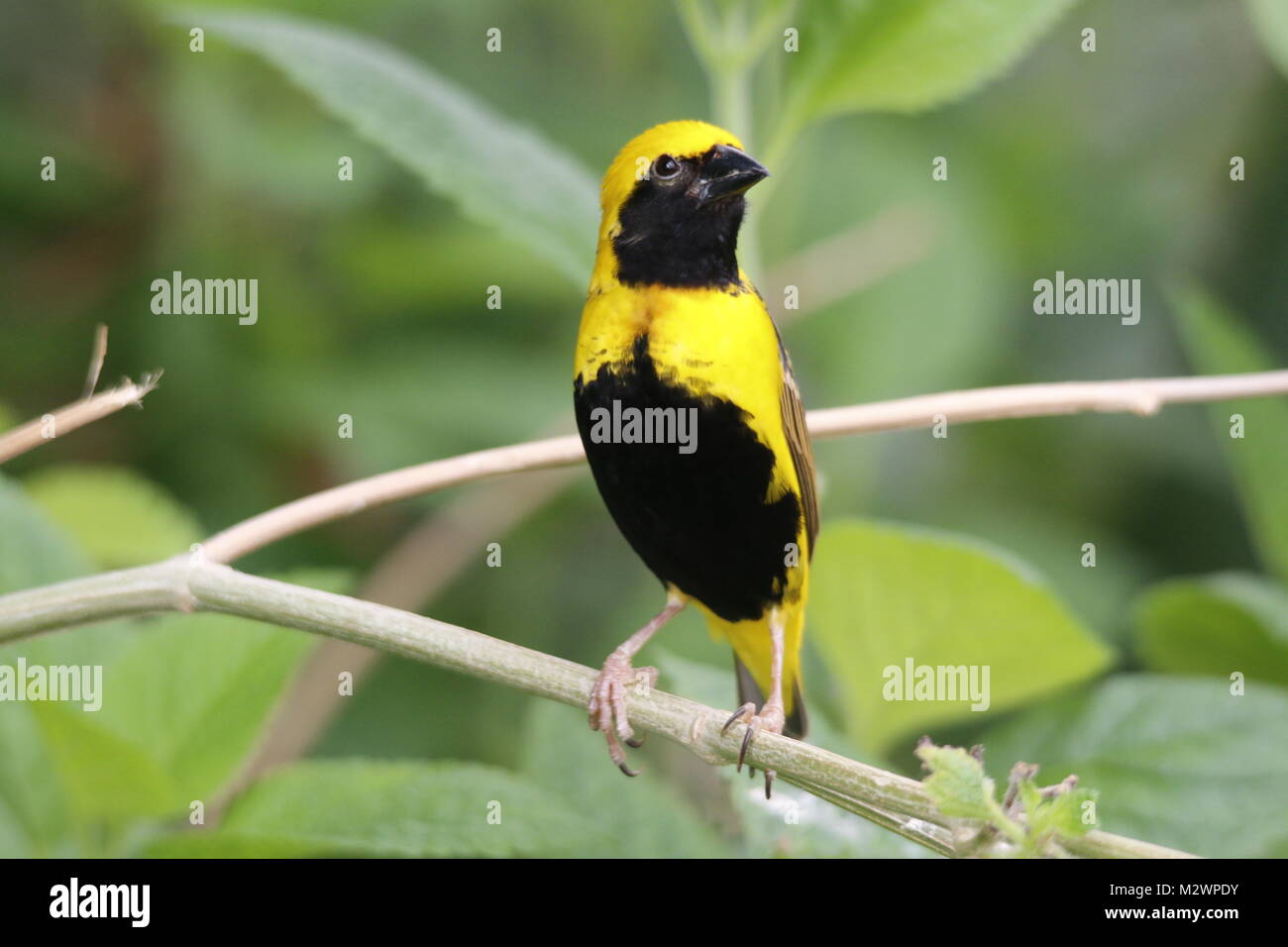 Weaver bird in a tree Stock Photo - Alamy