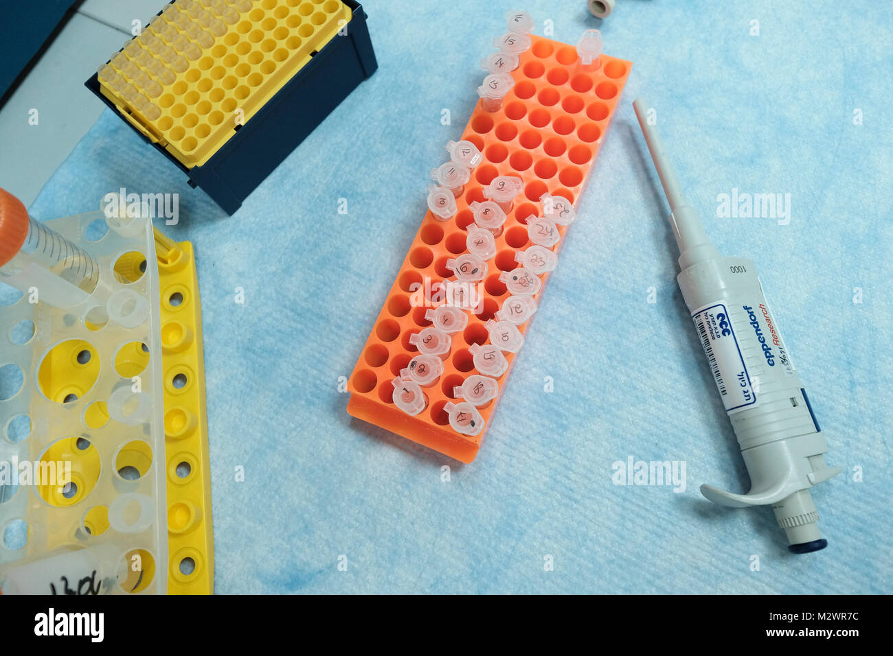 Test tubes containing cells at the laboratories of Israeli based ...