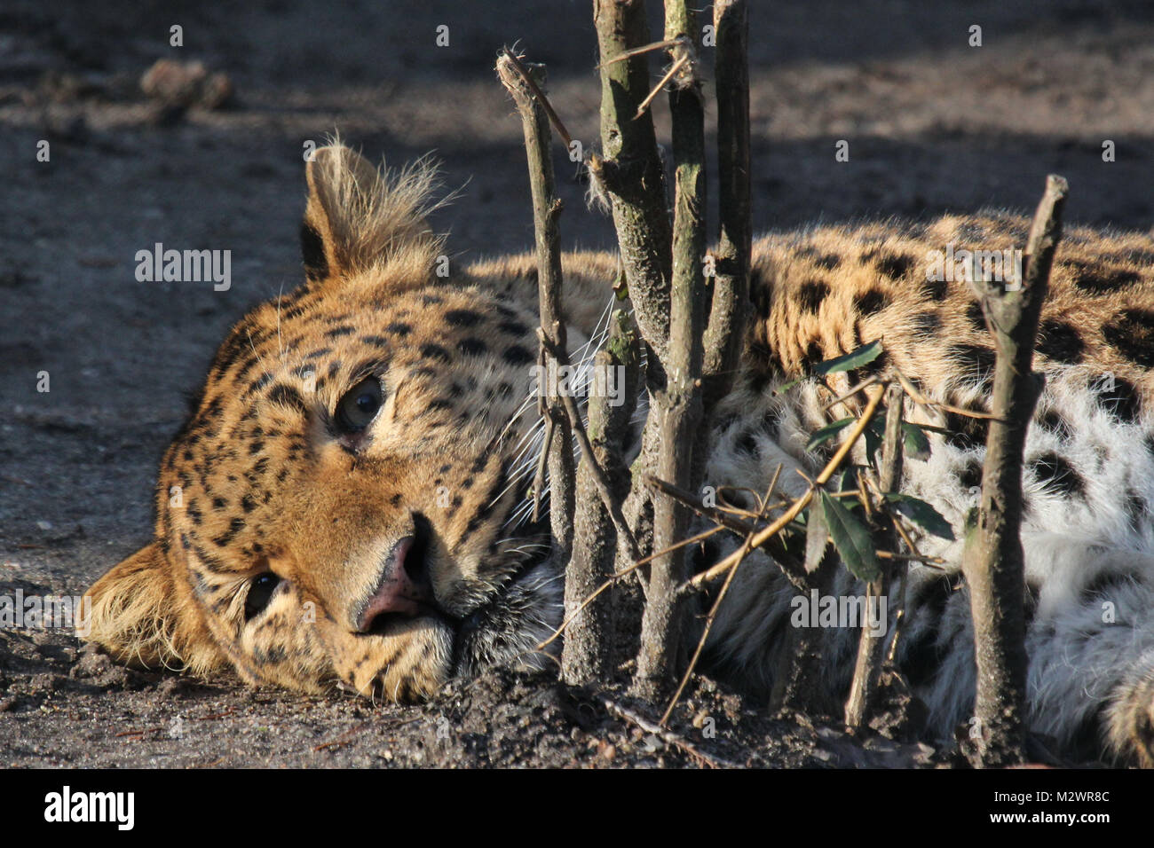 Raubkatze hi-res stock photography and images - Alamy
