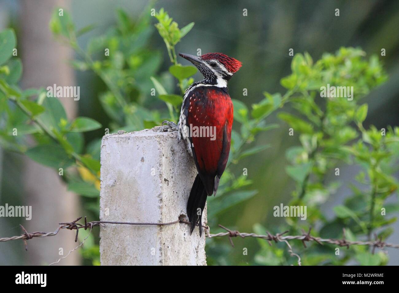 Woodpecker of sri lanka hi-res stock photography and images - Alamy