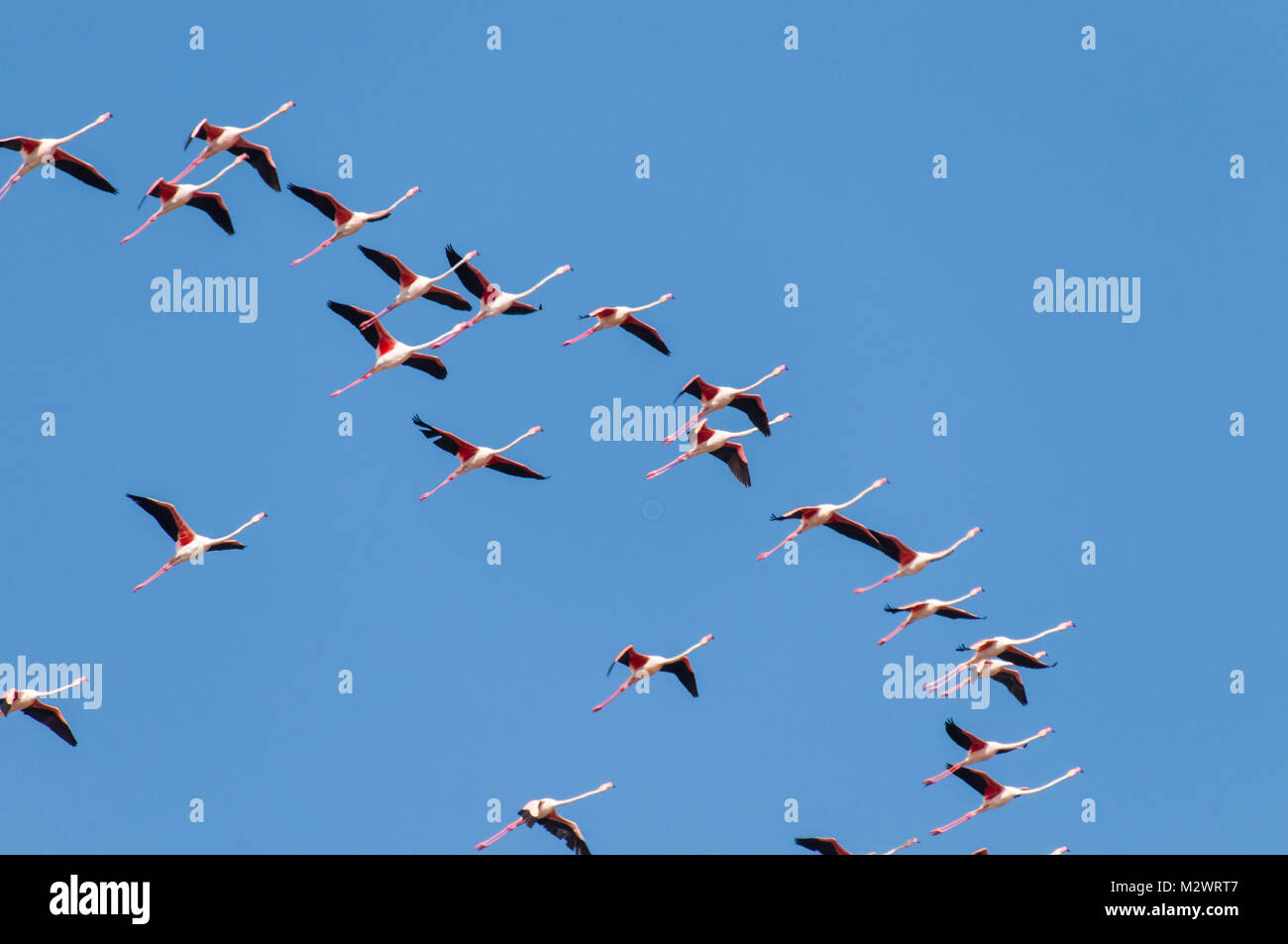 group of pink flamingos in flight Stock Photo - Alamy
