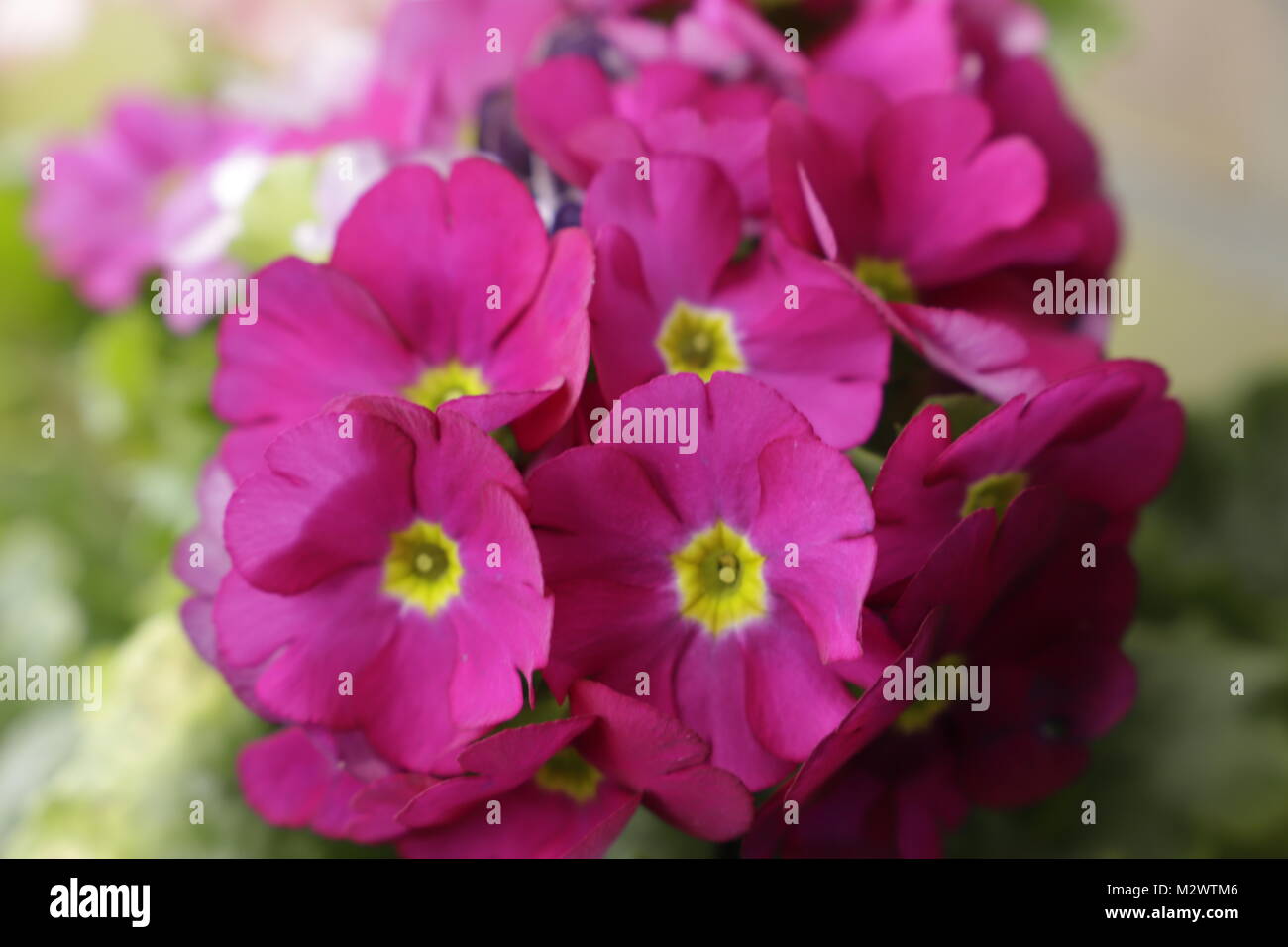 primroses are colorful spring flowers Stock Photo - Alamy