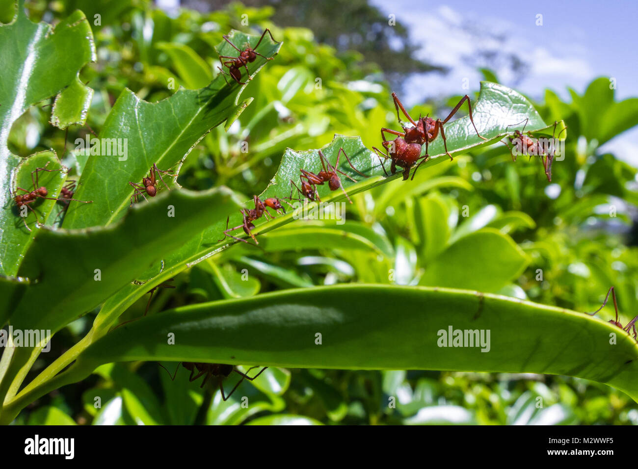 Leaf cutter ants hi-res stock photography and images - Alamy