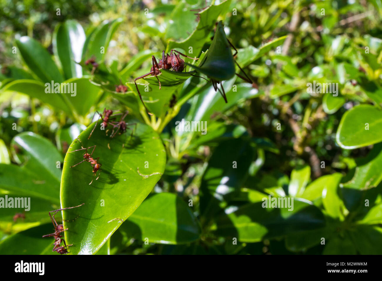 Close up of red leaf cutter ants focussed on stripping down the fresh ...