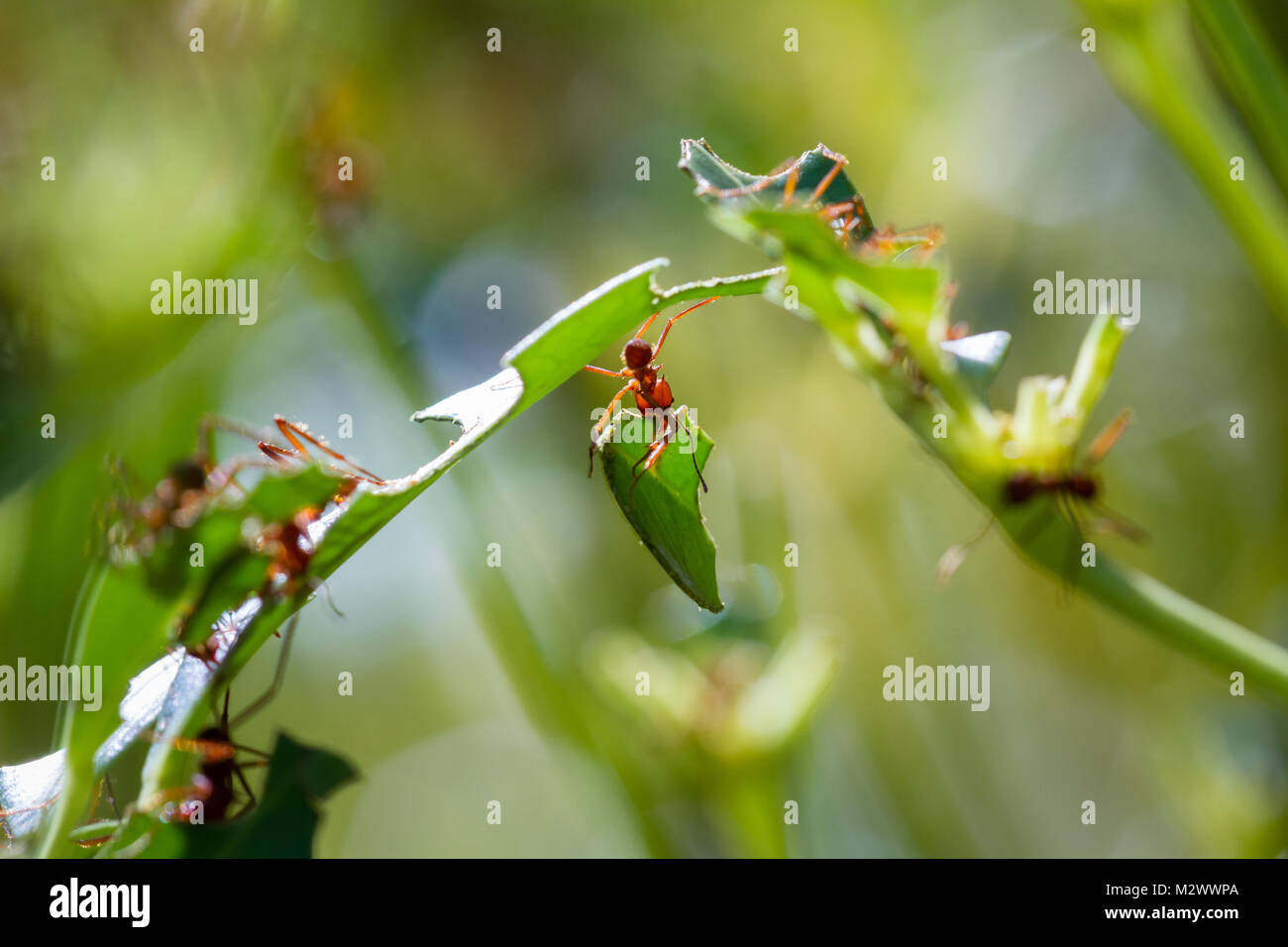 macro image of a red leaf cutter ant in Costa Rica carrying away a ...