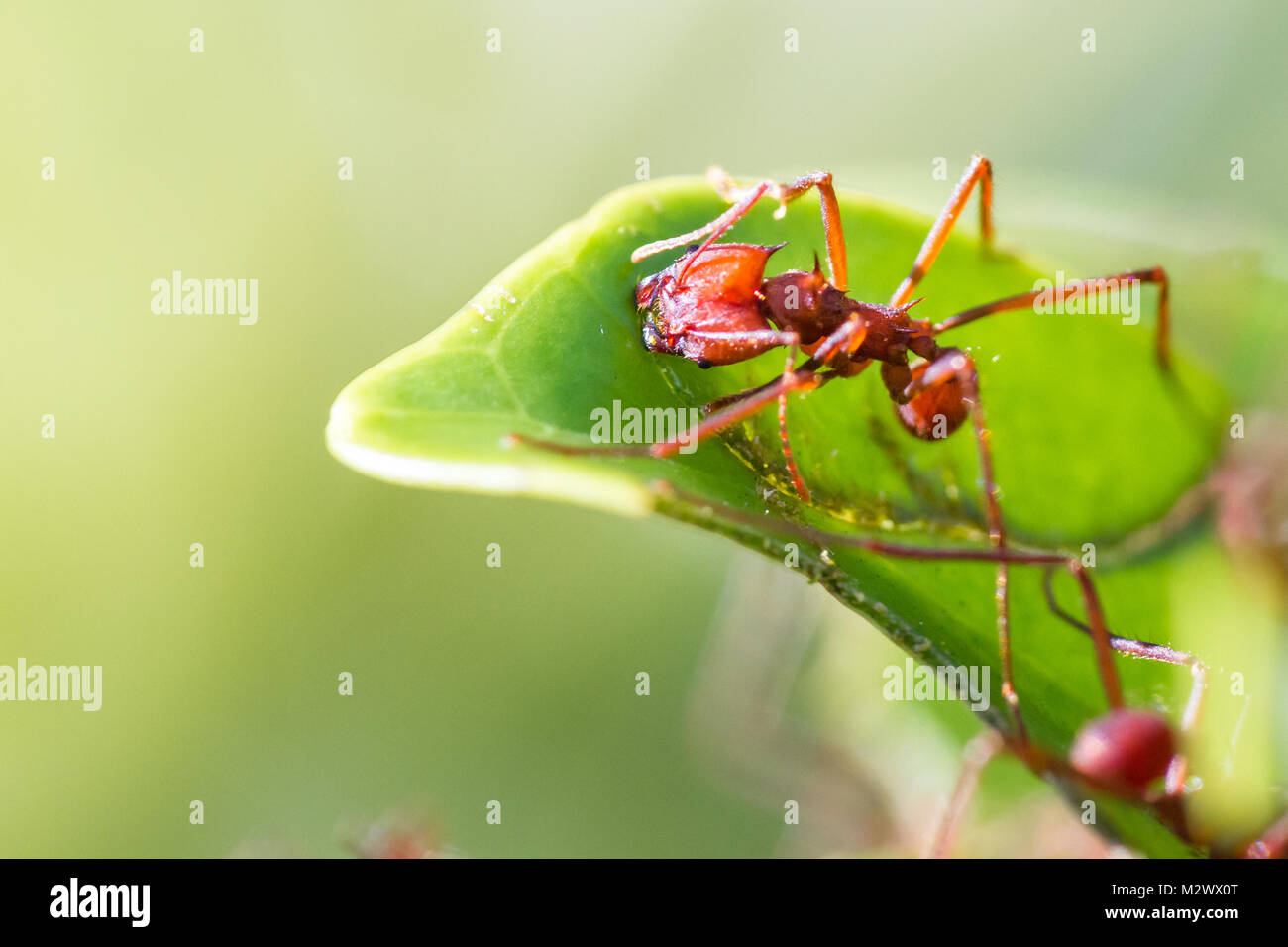 macro image of a red leaf cutter ant in Costa Rica cutting away at a ...