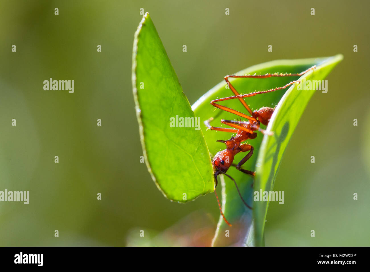 macro image of a red leaf cutter ant in Costa Rica carrying away a ...