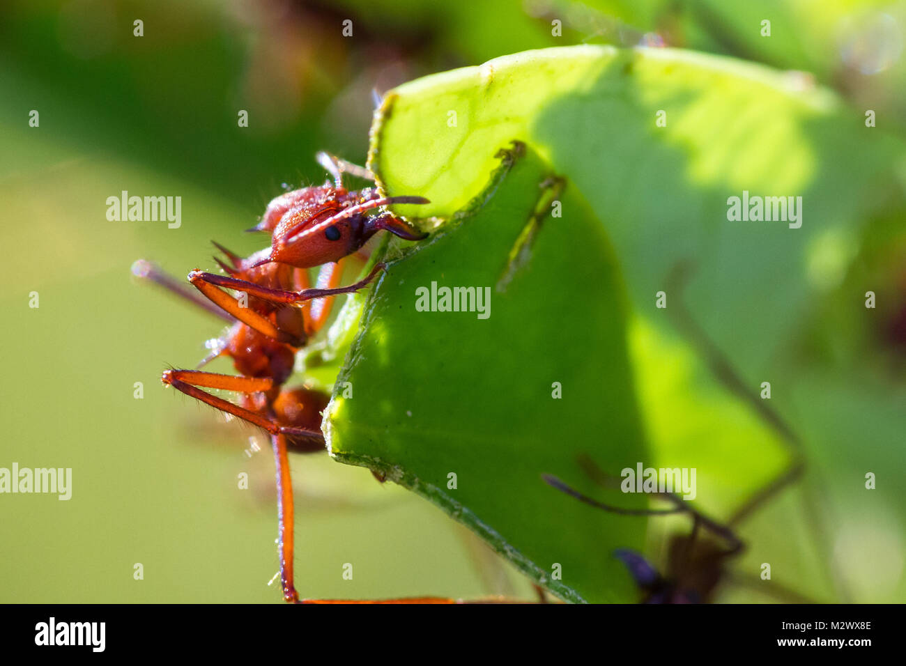 macro image of a red leaf cutter ant in Costa Rica carrying away a ...