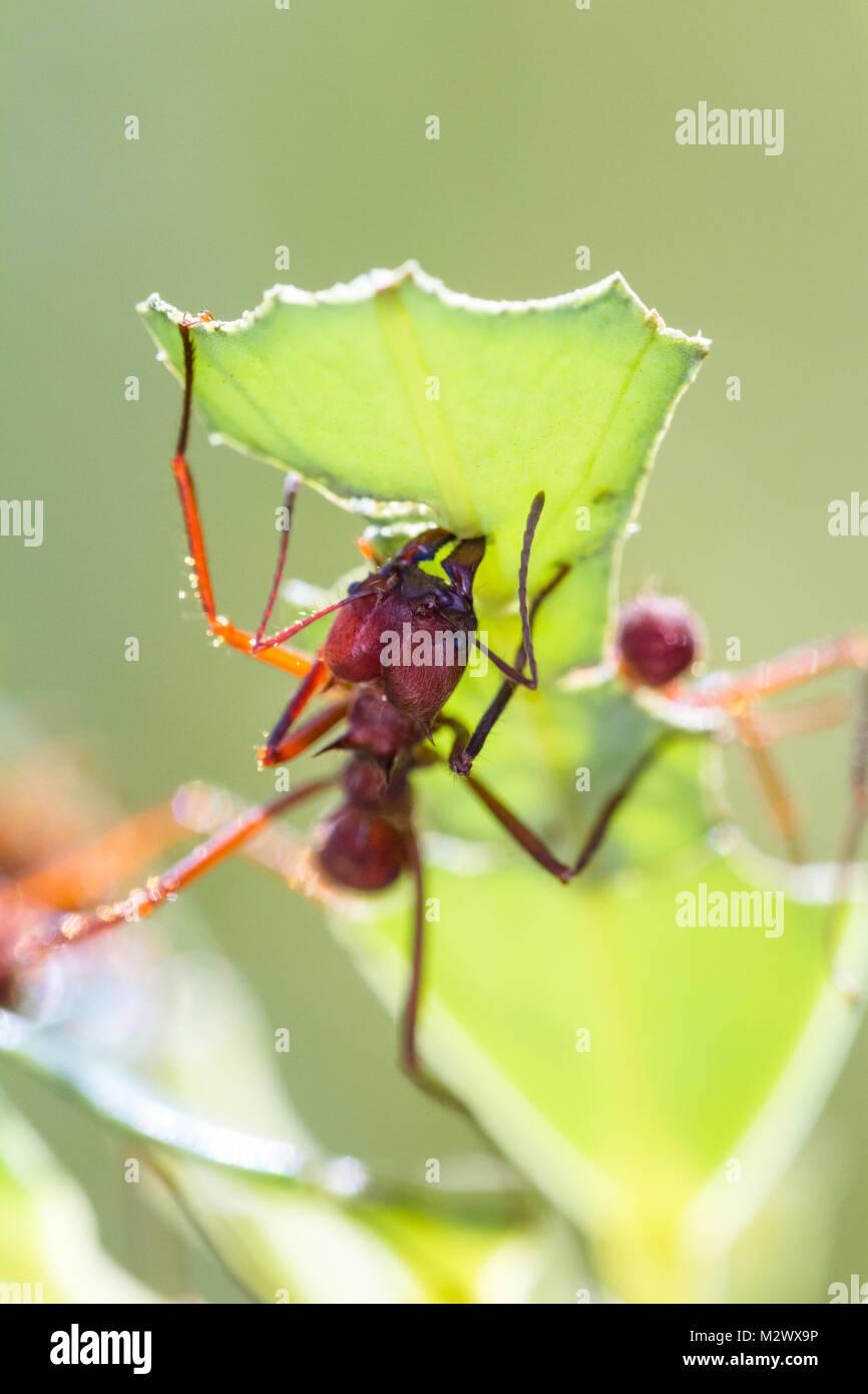 macro image of a red leaf cutter ant in Costa Rica carrying away a ...