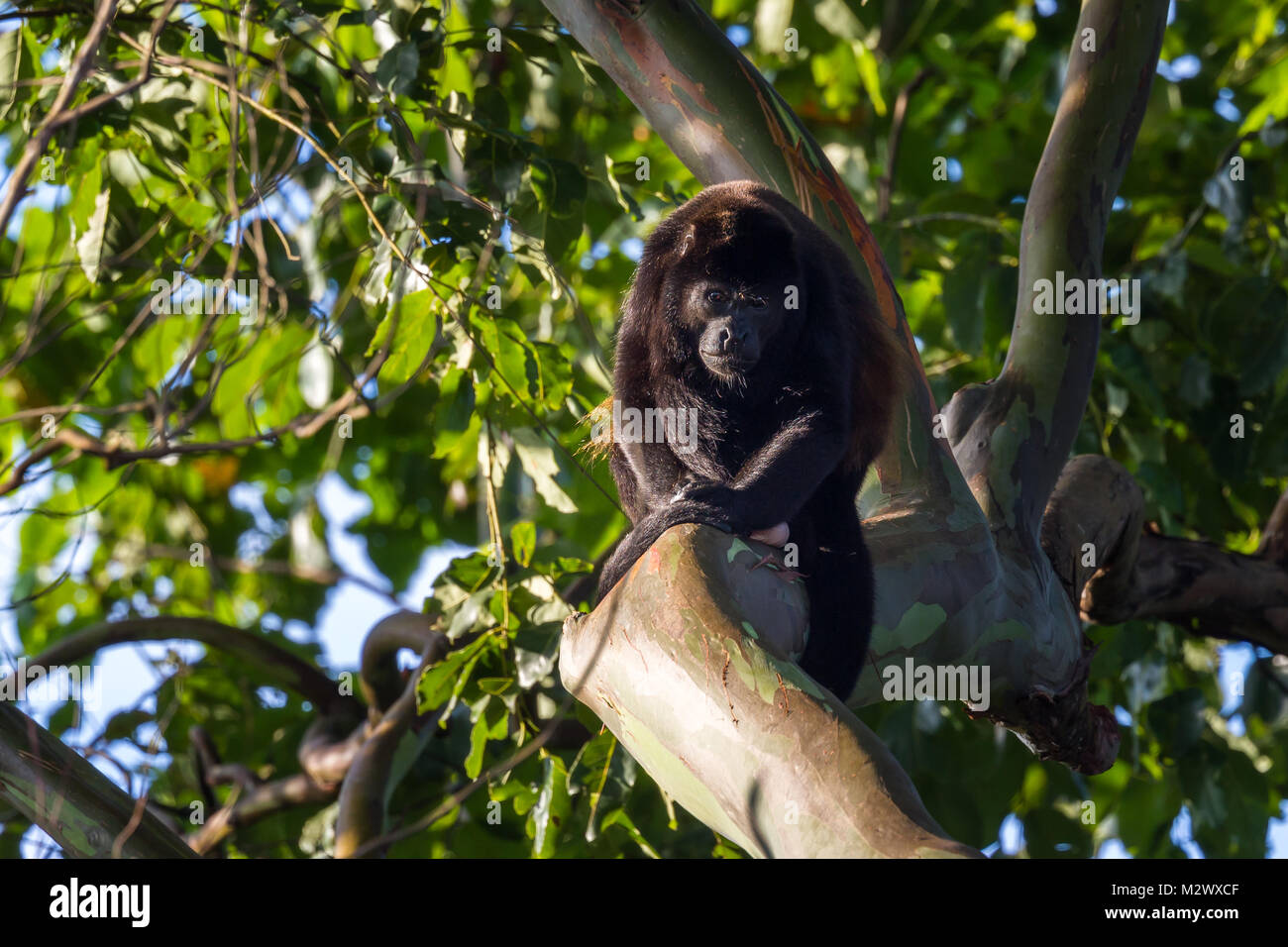 adult male howler monkey enjoying the morning sunshine in the ...