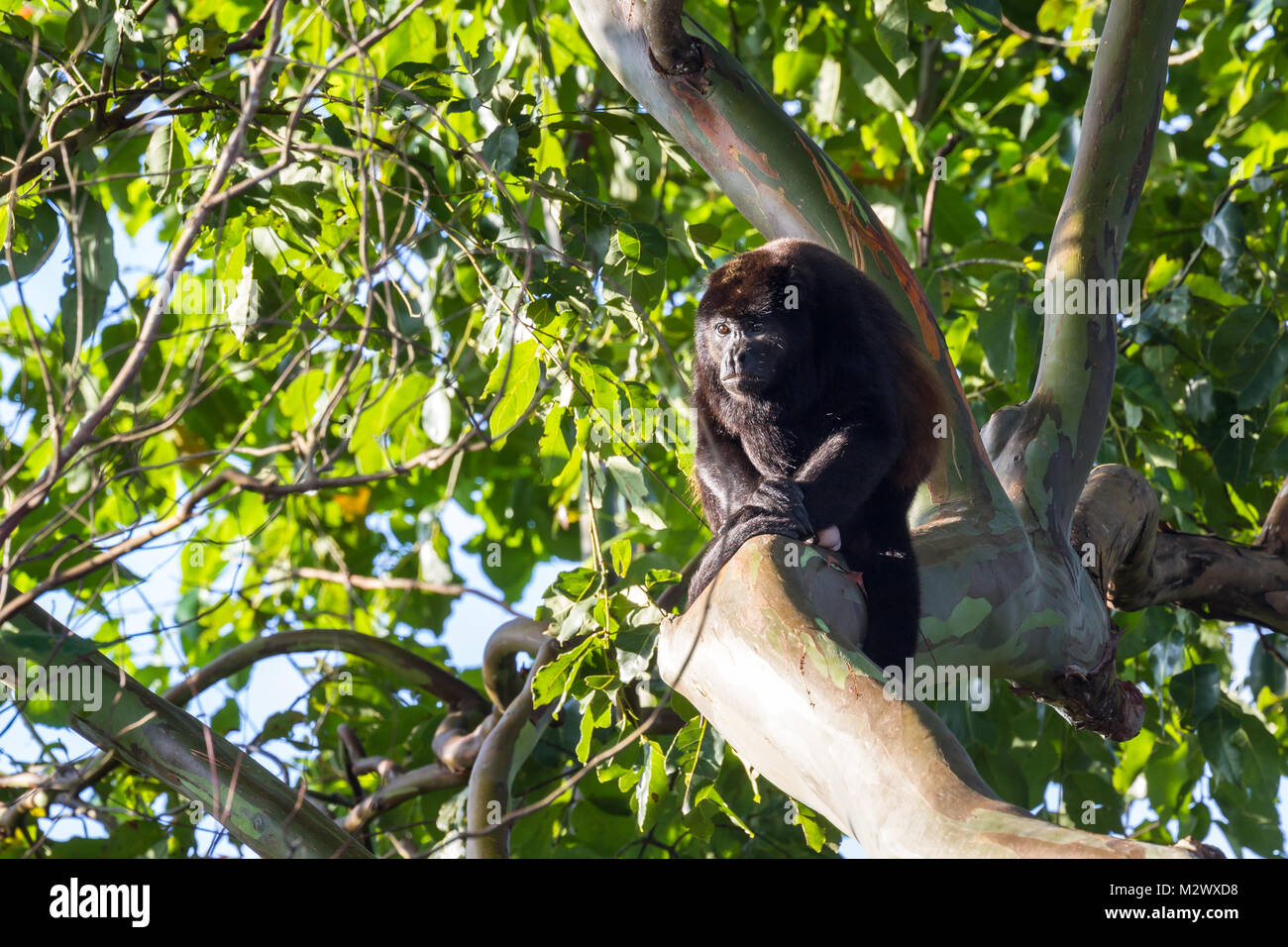 adult male howler monkey enjoying the morning sunshine in the ...