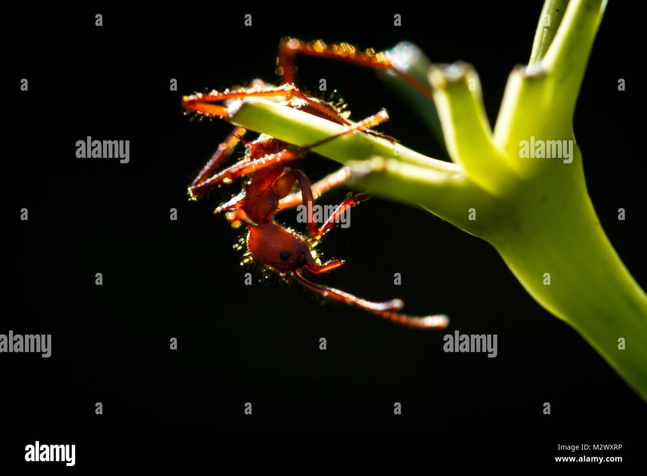 close up of a red leaf cutter ant on a green stem with a dark ...