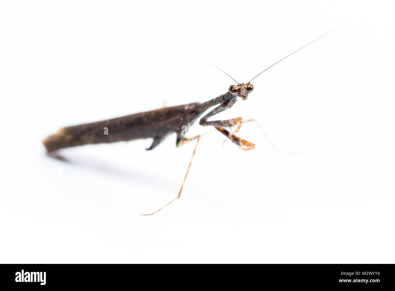 close up of a praying mantis of only 2 inches long and brown color ...