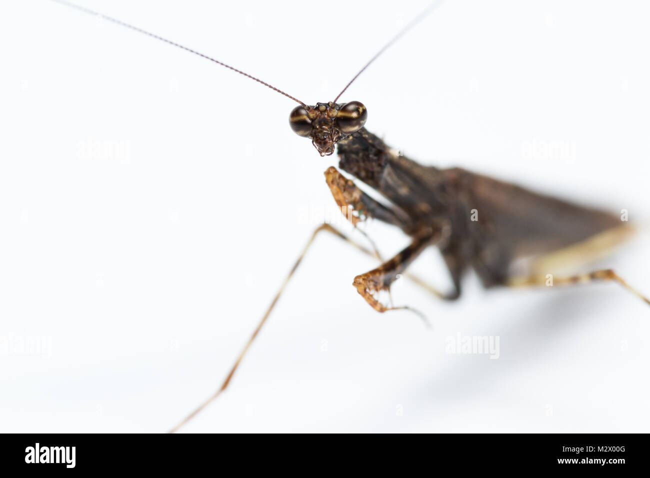 close up of a praying mantis of only 2 inches long and brown color ...