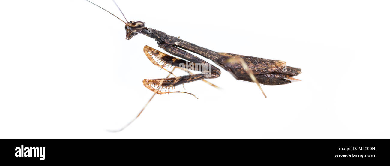 close up of a praying mantis of only 2 inches long and brown color ...