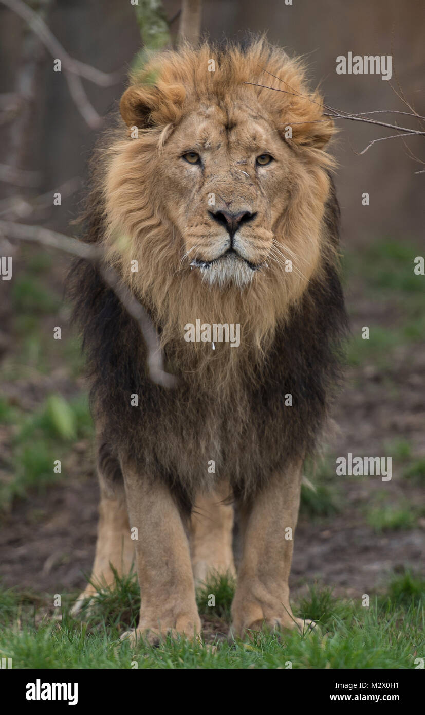 ZSL London Zoo, Regent’s Park, London. 7 Feb 2018. The Asiatic Lions ...
