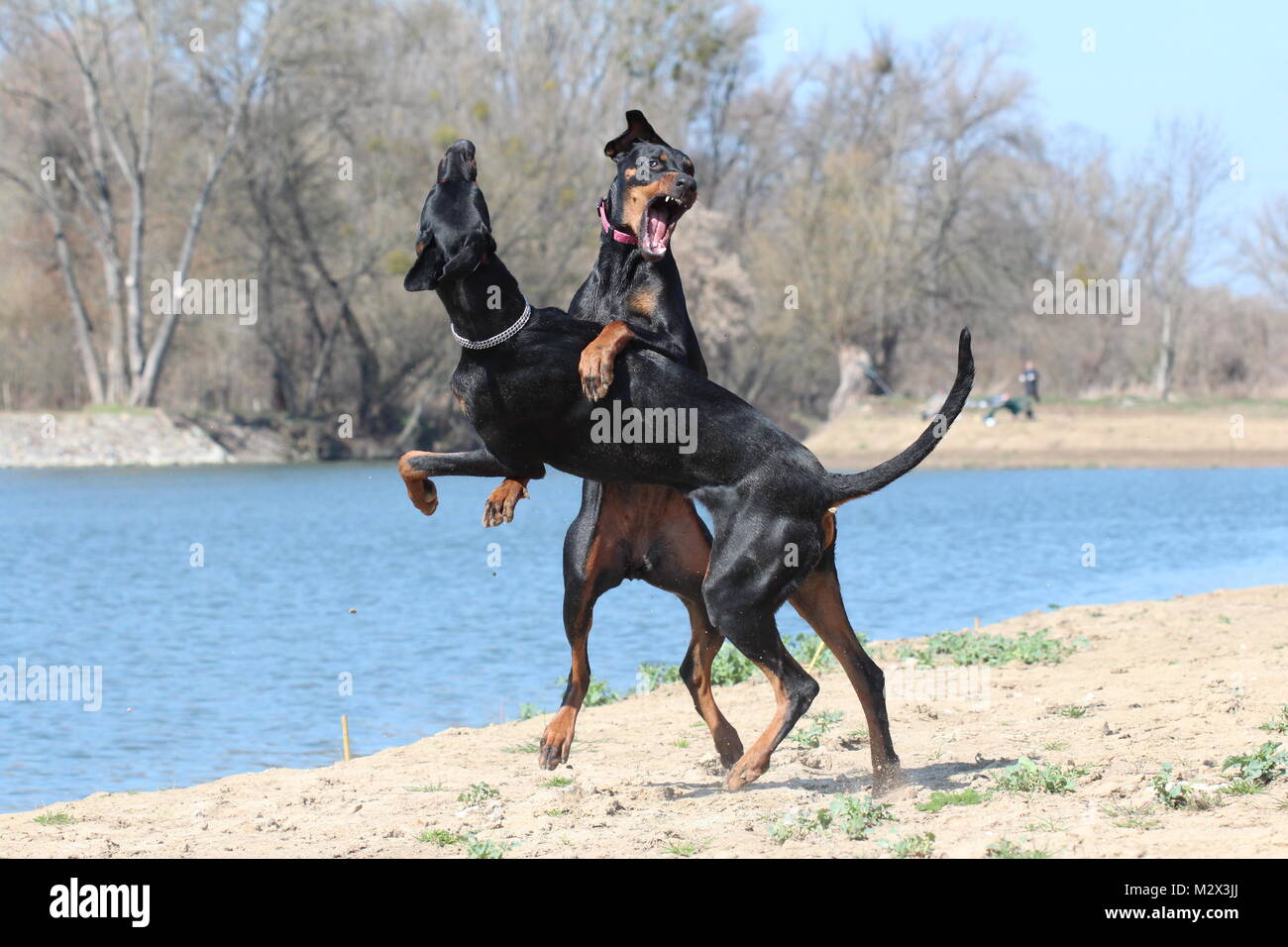 Two dobermans playing together Stock Photo - Alamy