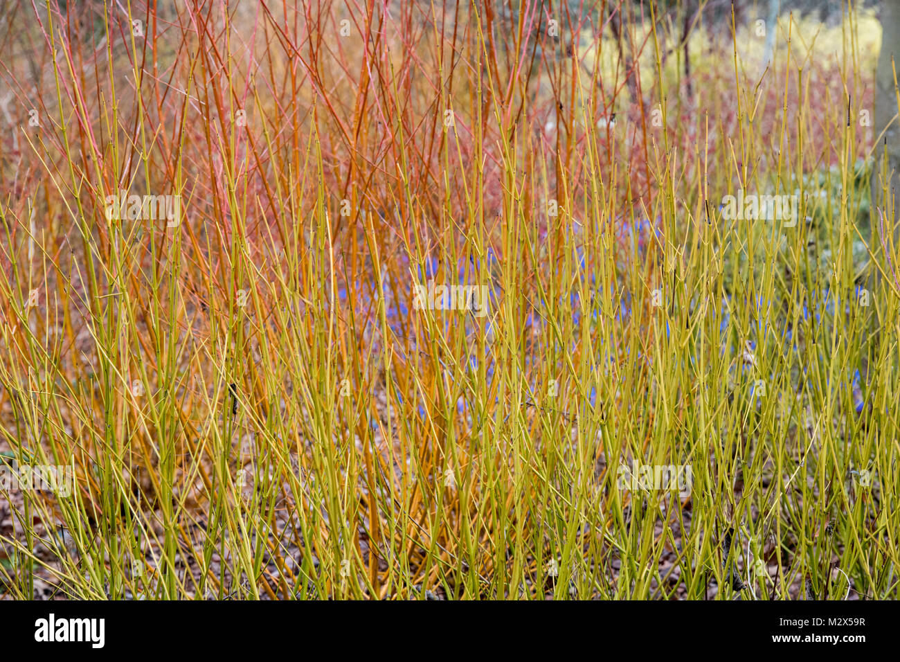 Cornus sericea 'Flaviramea’, Golden-twig dogwood in a border in winter ...