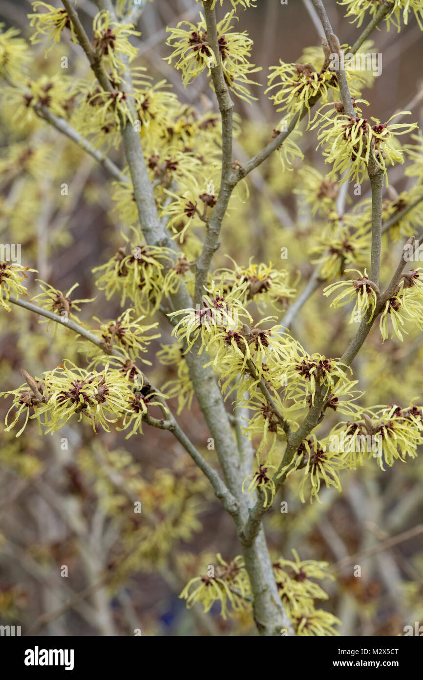 Hamamelis x Intermedia 'Pallida'. Witch hazel 'Pallida' flowering in ...