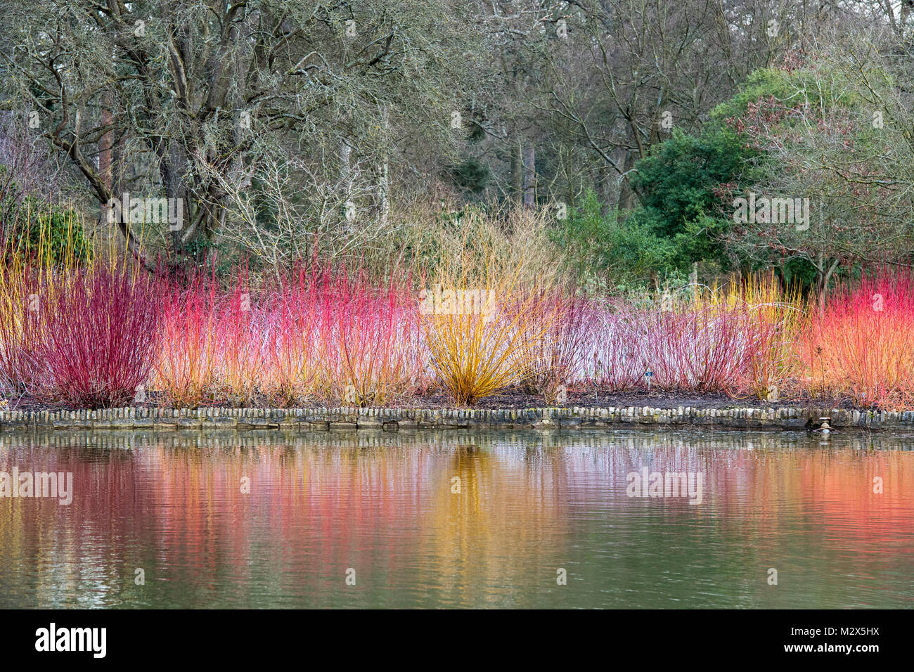 Rubus biflorus hi-res stock photography and images - Alamy