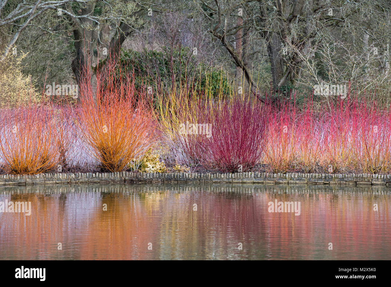 Rubus biflorus hi-res stock photography and images - Alamy