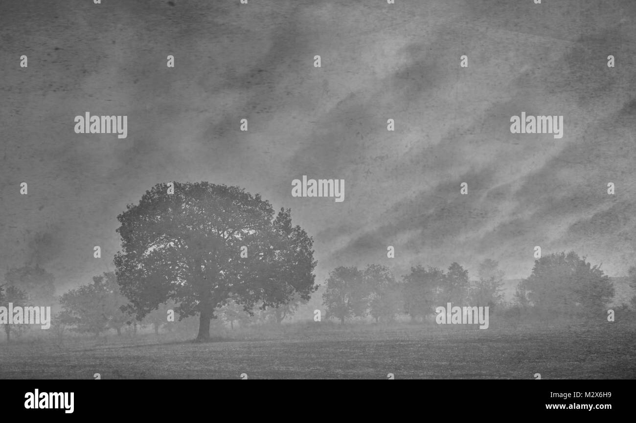 abstract misty textured dark forest Stock Photo - Alamy