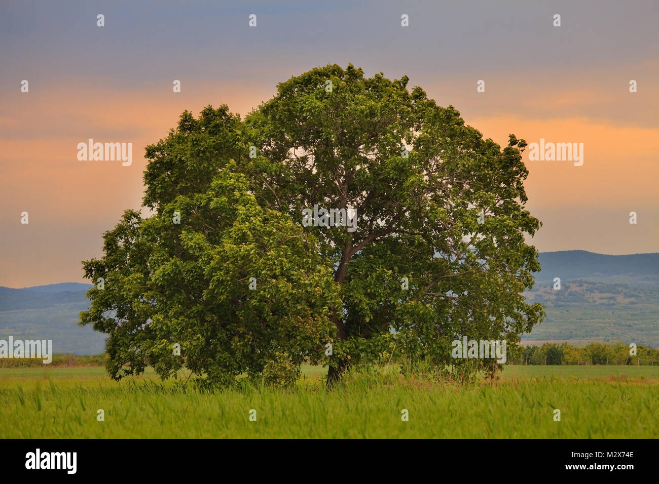 big oak tree in summer green meadows, sunset time with red sky in ...